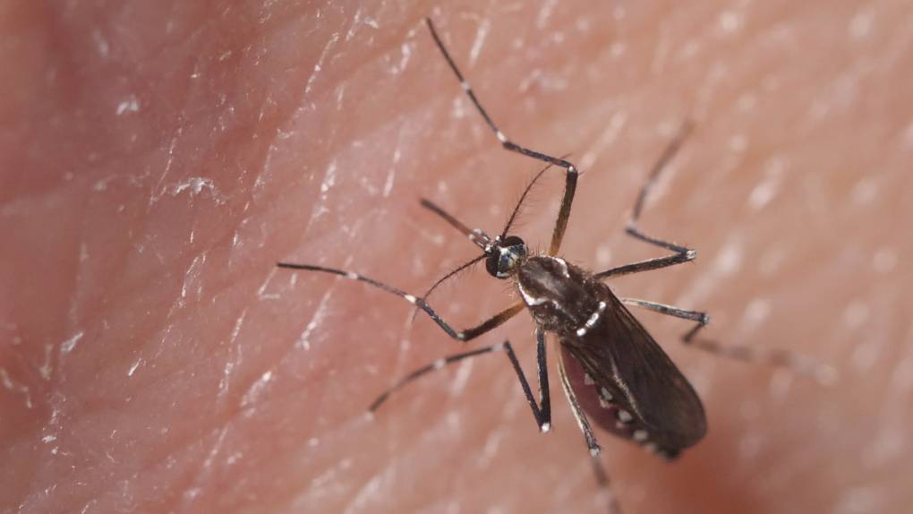 This Dangerous Mosquito Lays Her Armored Eggs – in Your House | KQED