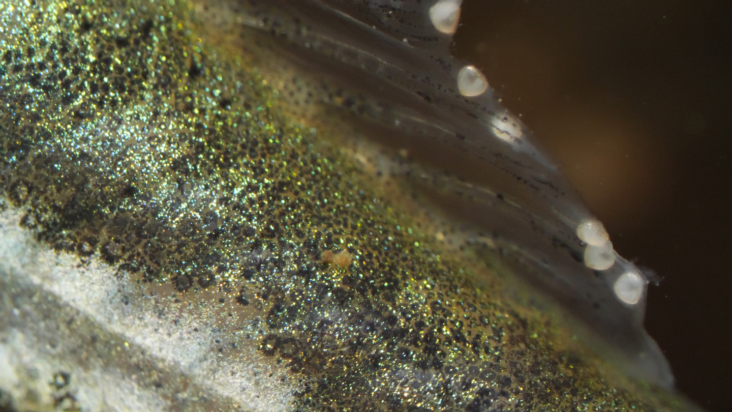 California Floater Mussels Take Fish for an Epic Joyride | KQED