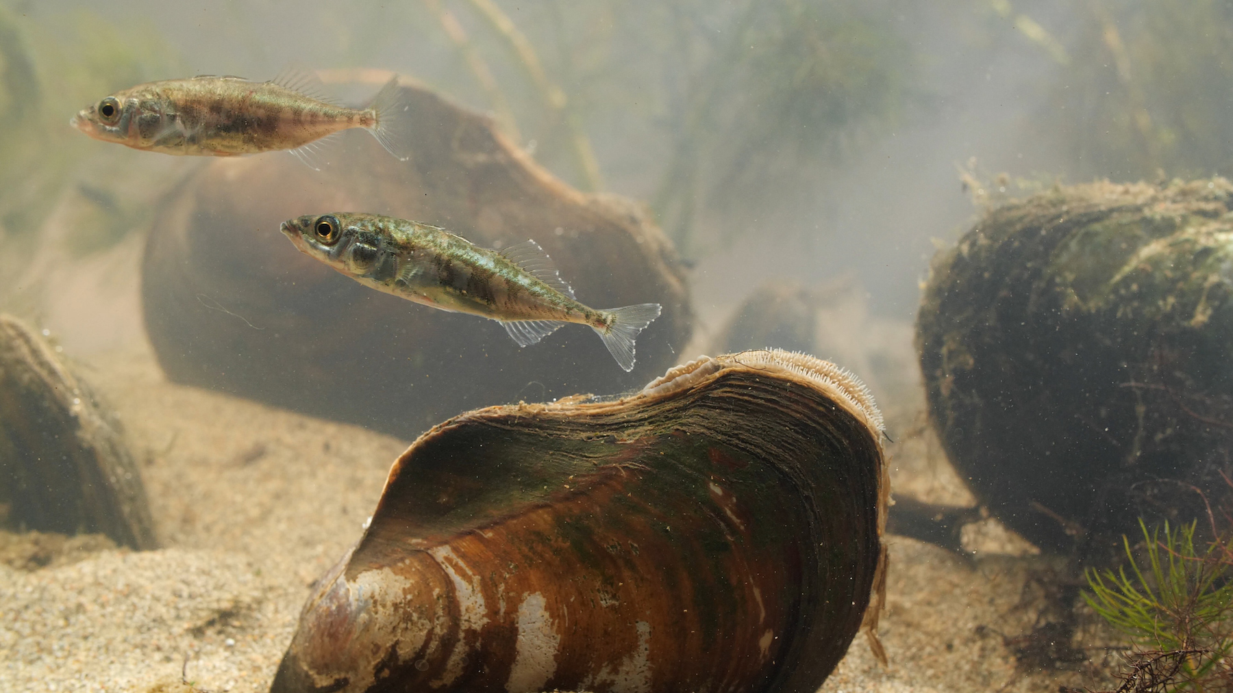 California Floater Mussels Take Fish for an Epic Joyride | KQED