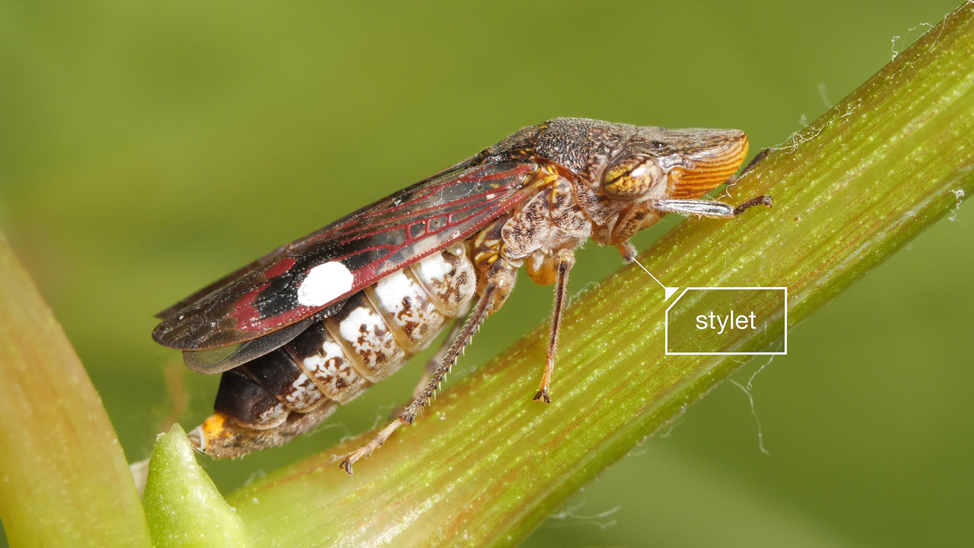 Sharpshooter Insects’ Sexy Vibrations Spell Trouble in the Vineyard | KQED