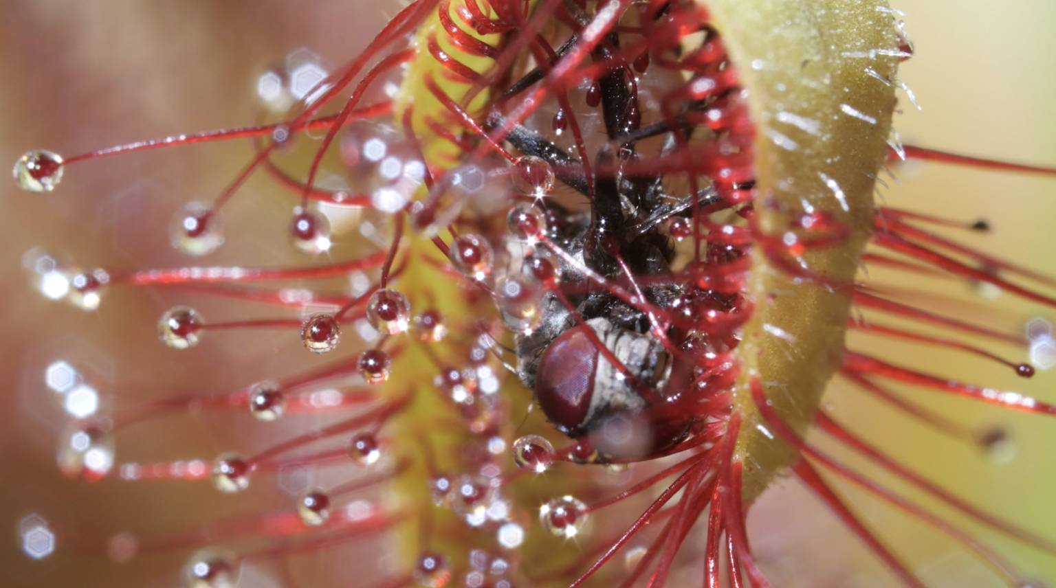 Cape Sundews Trap Bugs In A Sticky Situation | KQED