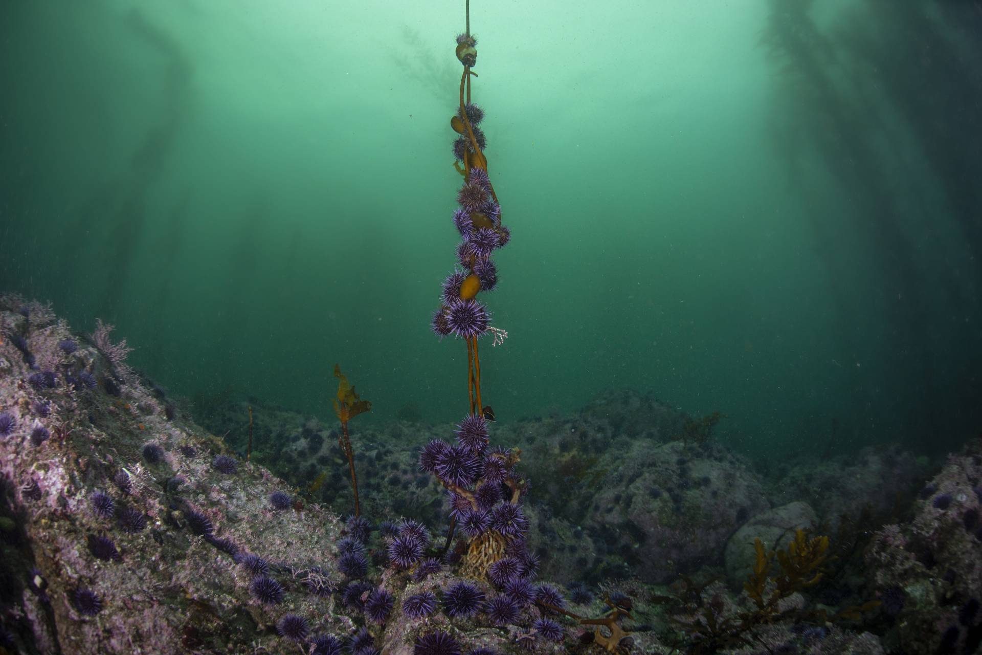 Kelp, Sea Otters and Urchins. Who's Eating Who in Monterey Bay | KQED
