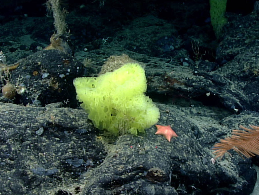 NOAA Expedition Discovers SpongeBob, Patrick Look Alikes A Mile Under ...