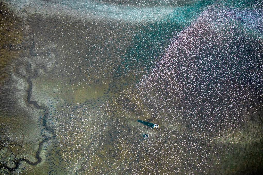 Migratory Birds Return As Salt Ponds Heal: Documenting a Damaged World ...