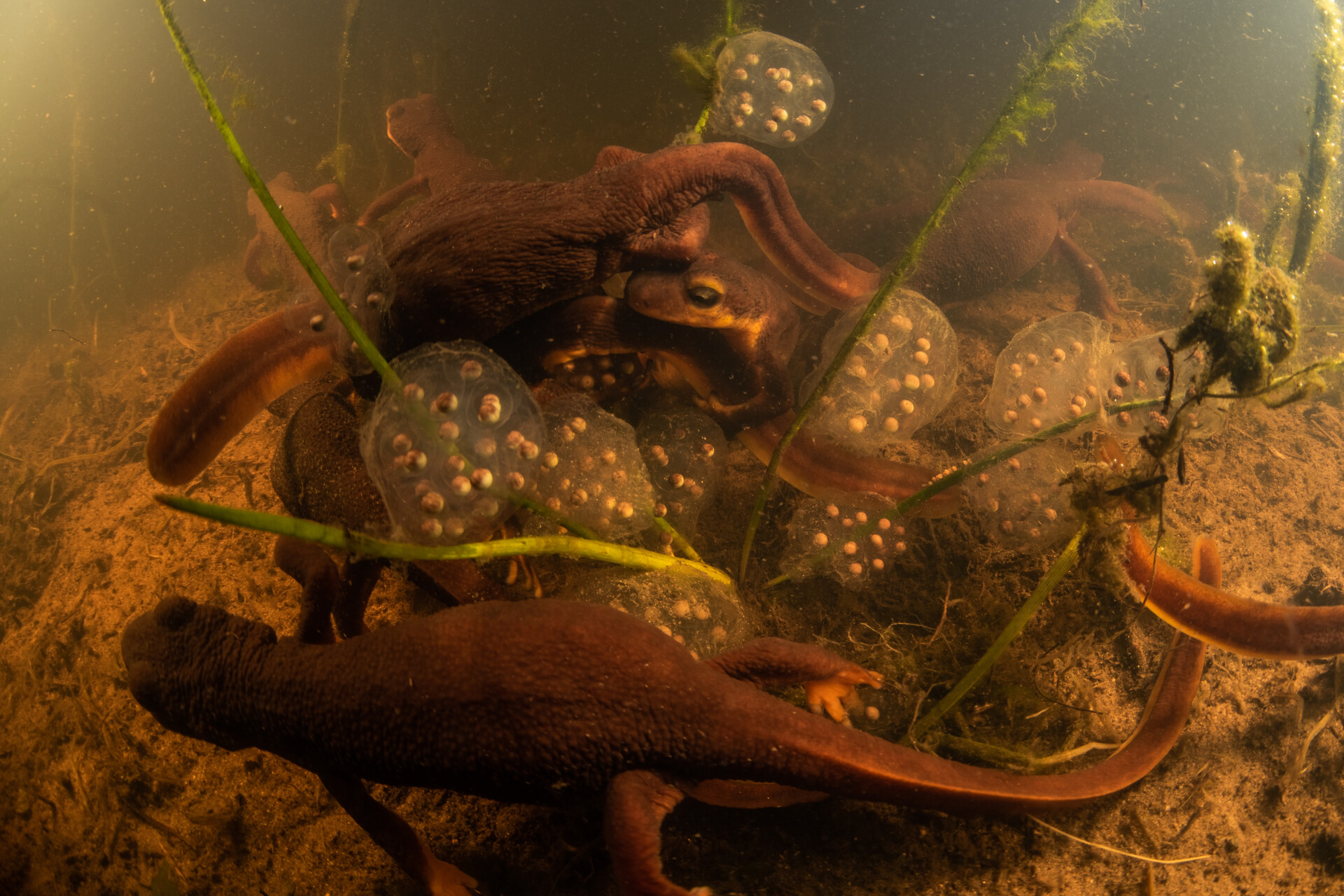 The Newt Normal: How Will These Remarkable Animals Survive in Extreme ...