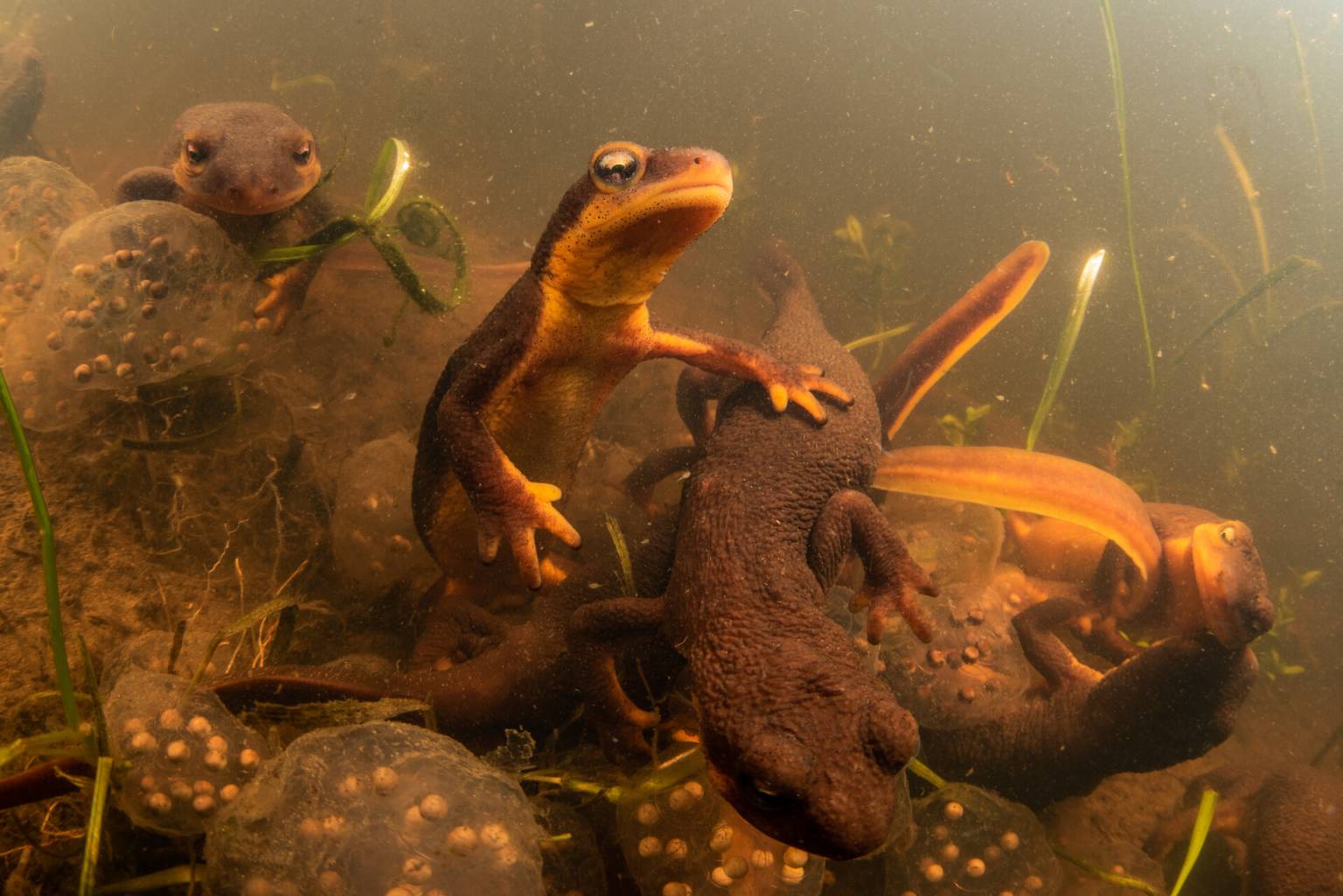 The Newt Normal: How Will These Remarkable Animals Survive in Extreme ...