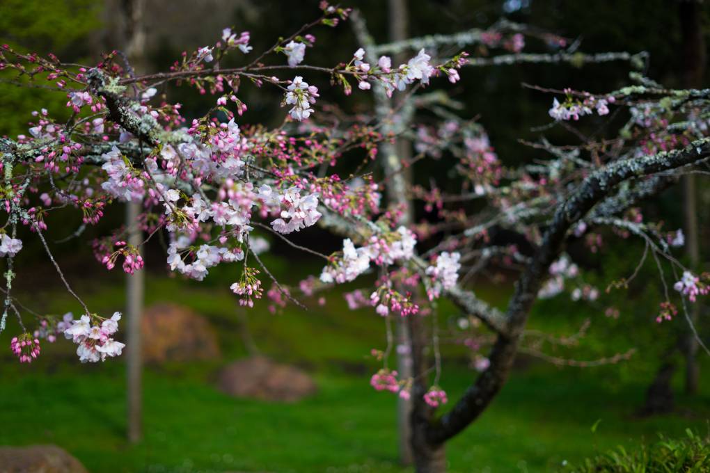 Where to See Wildflowers Near You in the Bay Area (Plus, the Science ...
