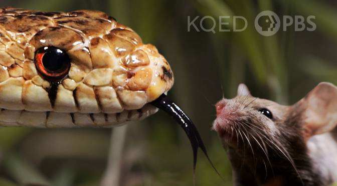 do snake eat mouse