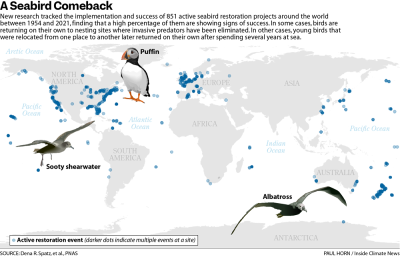 A Seabird Comeback: How Restoration Efforts Can Combat Climate Change ...