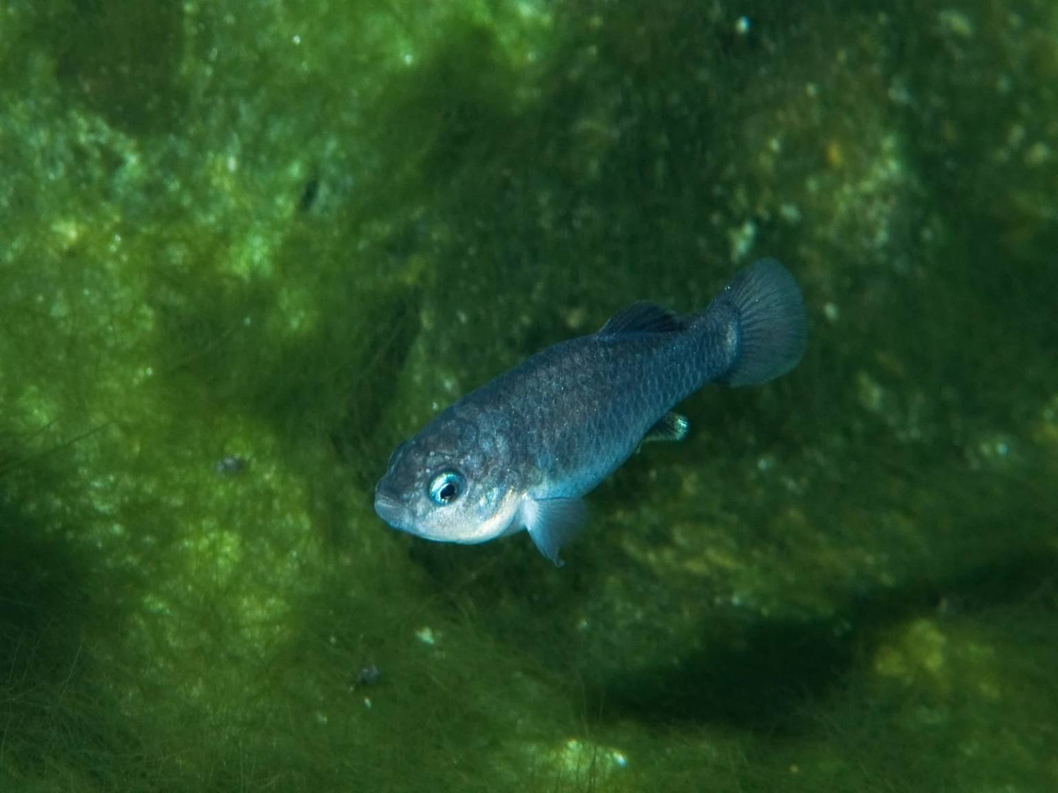 Rare Devils Hole Pupfish Offers Inspiring Story of Survival in Death ...