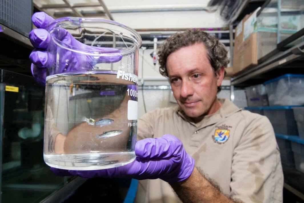 Rare Devils Hole Pupfish Offers Inspiring Story of Survival in Death ...