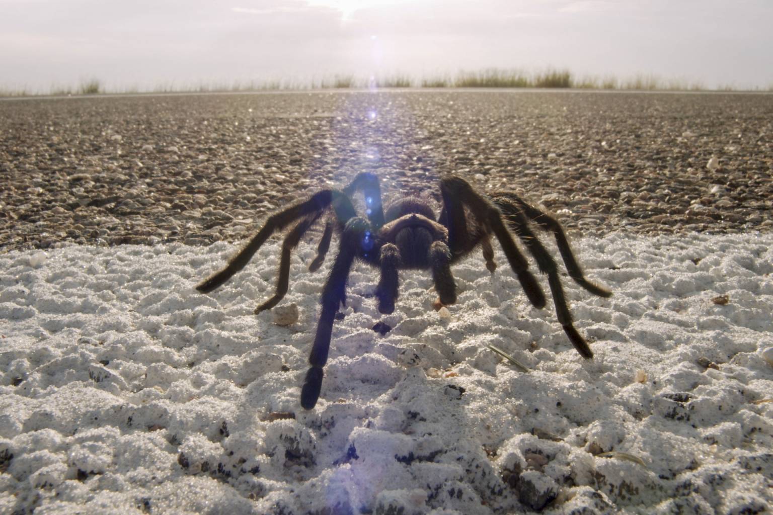 It's Tarantula Mating Season in the Bay Area: Here's Where to See Some ...