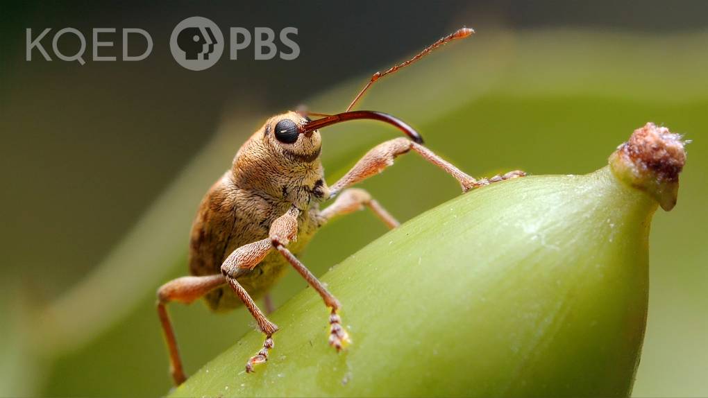 This Weevil Has Puppet Vibes But Drills Like a Power Tool | KQED