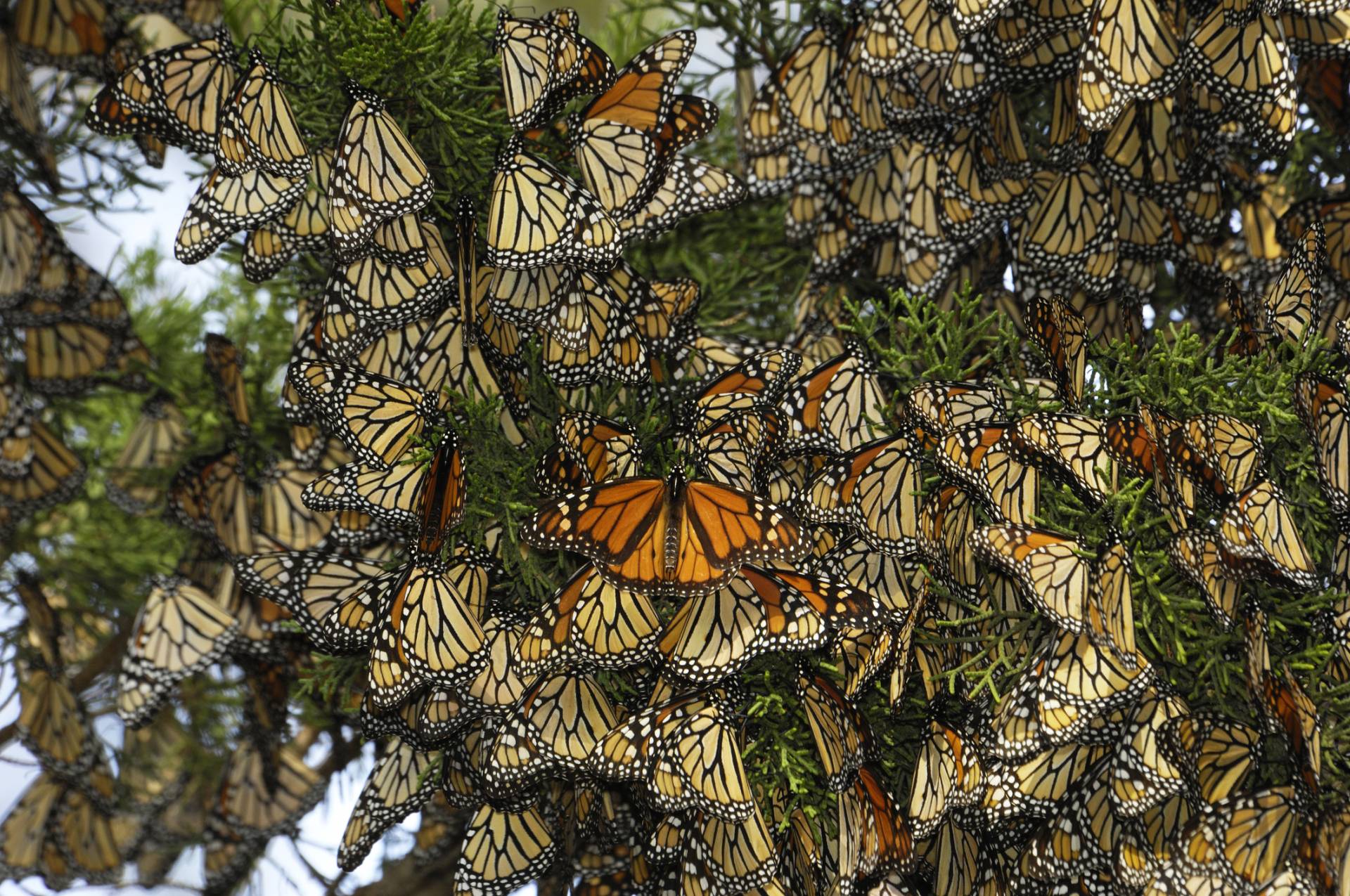 Best Spots to See Monarch Butterflies in California | KQED