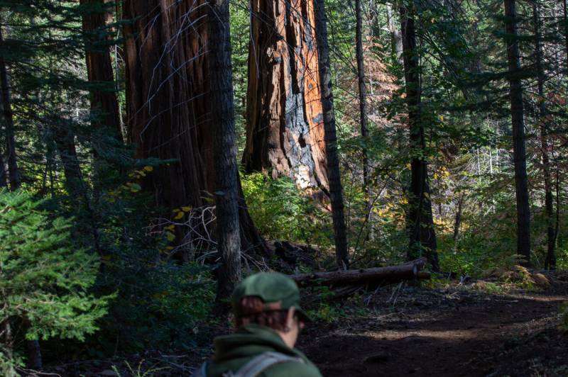 Wildfires Are Killing California's Ancient Giants. Can Seedlings Save ...