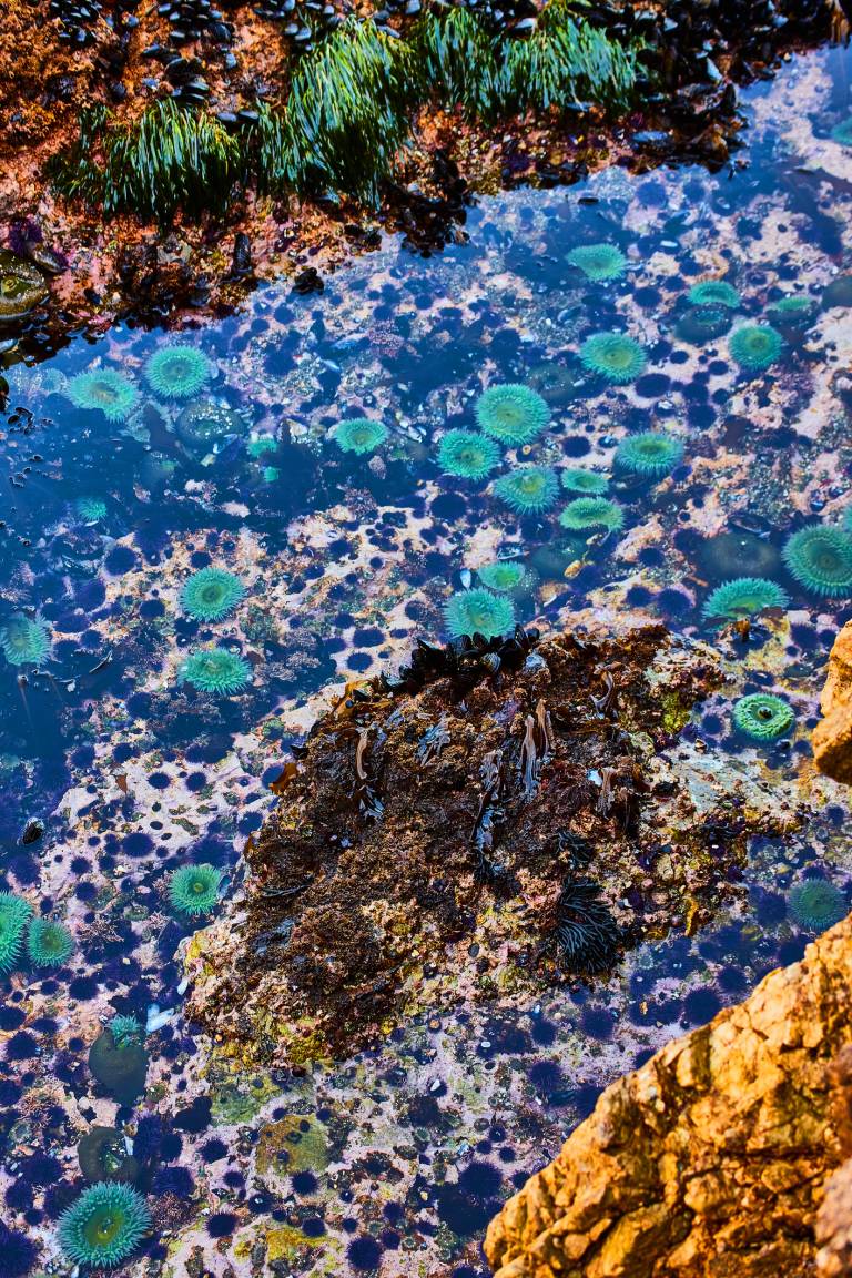 Top Tide Pooling Spots in the Bay Area | KQED
