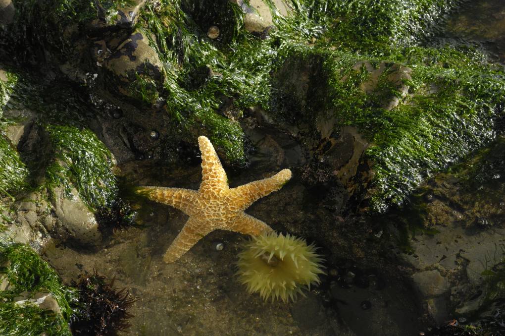 Top Tide Pooling Spots in the Bay Area | KQED