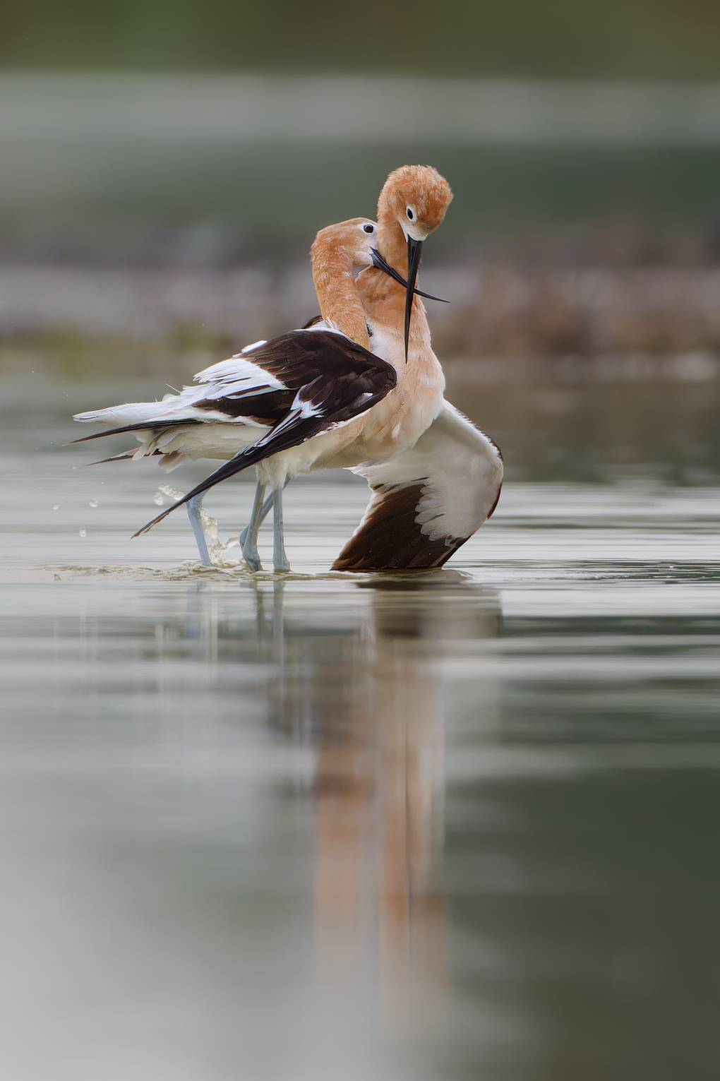 Teen Photographer Captures Bay Area Avocets | KQED