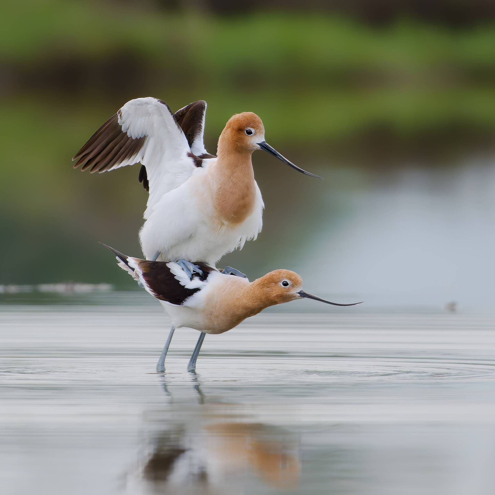Teen Photographer Captures Bay Area Avocets | KQED