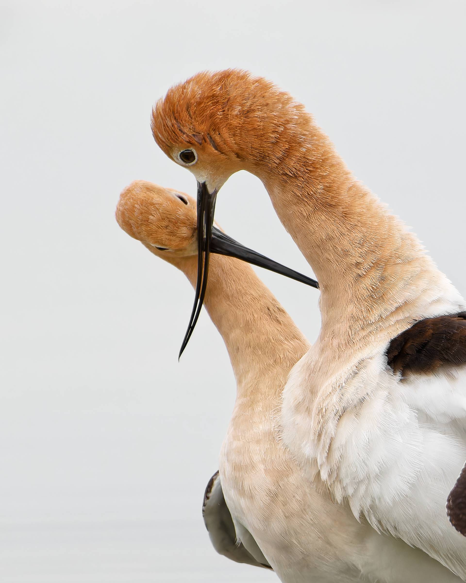Teen Photographer Captures Bay Area Avocets | KQED