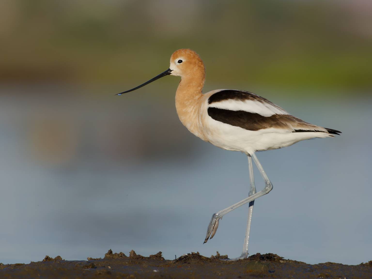 Teen Photographer Captures Bay Area Avocets | KQED