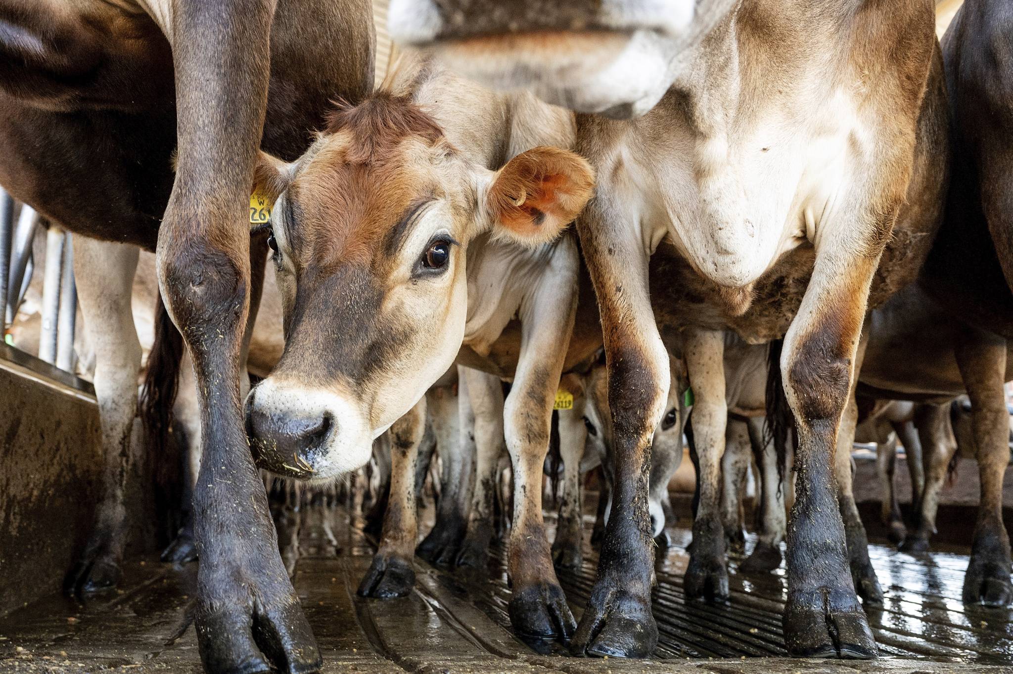 Fuel From Cow Manure Is a Growing Climate Solution, but Critics Say ...