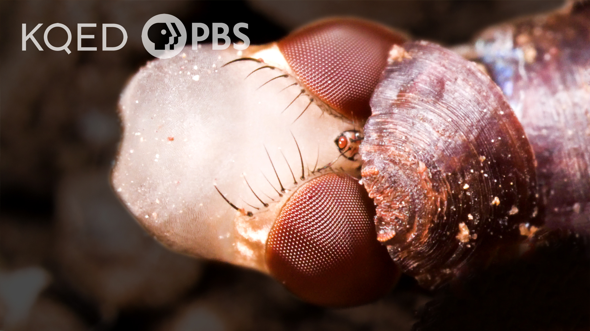 Blowfly Maggot Story