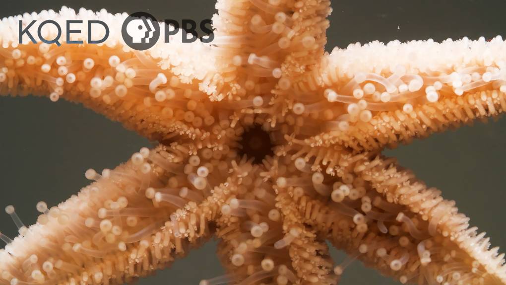 Watch This Starfish Protect Her Babies From Danger | KQED