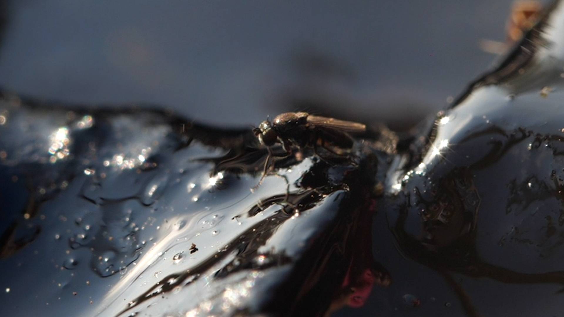 How Can These Flies Live in Oily Black Tar Pits? | KQED