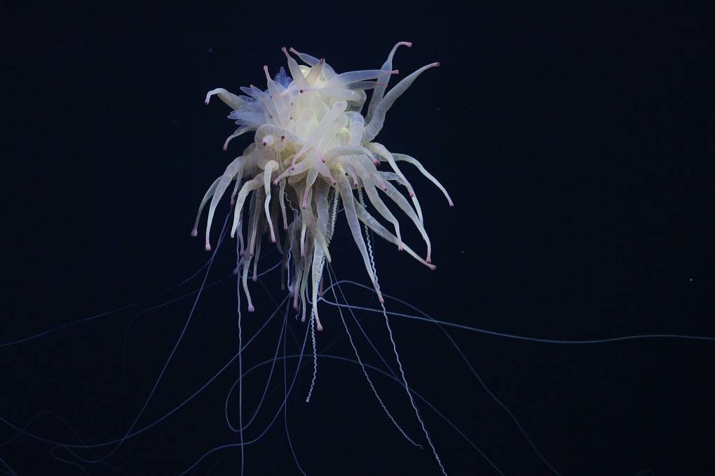 Take a Look at New Species of Marine Life Discovered by Bay Area ...