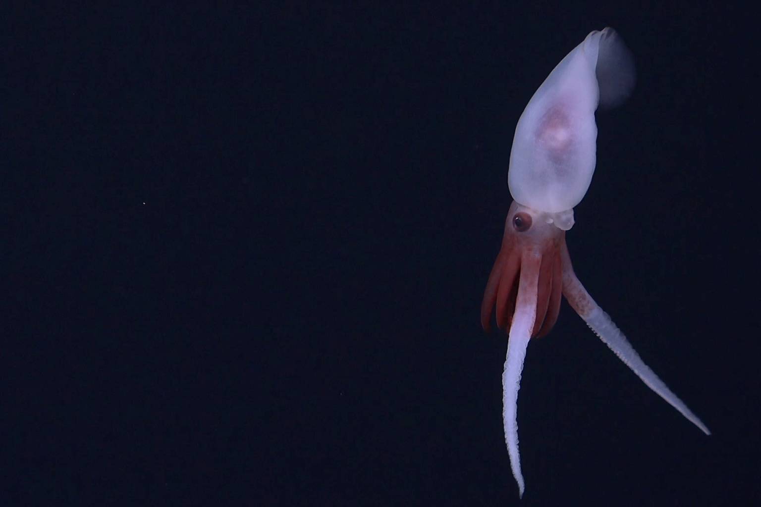 Take a Look at New Species of Marine Life Discovered by Bay Area ...