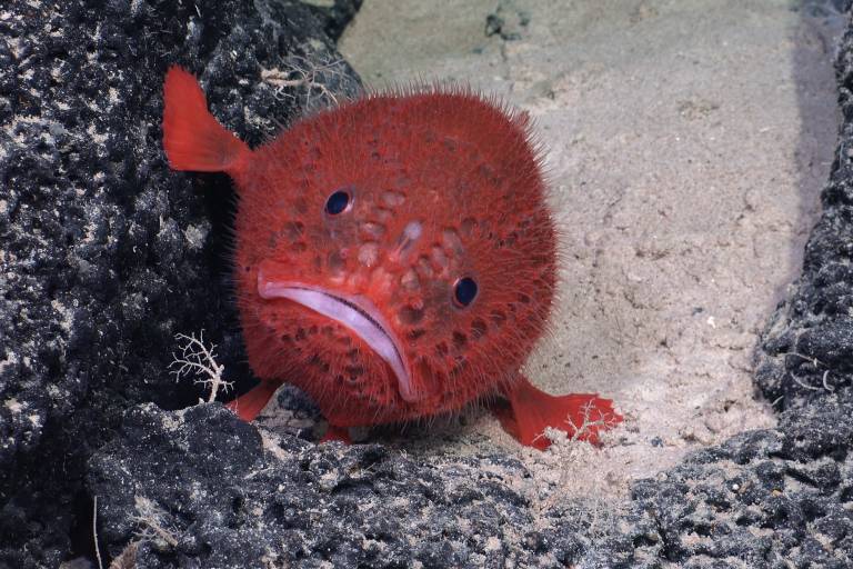 Take a Look at New Species of Marine Life Discovered by Bay Area ...