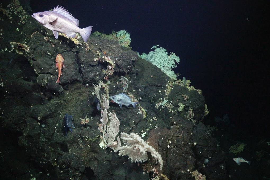 Take a Look at New Species of Marine Life Discovered by Bay Area ...