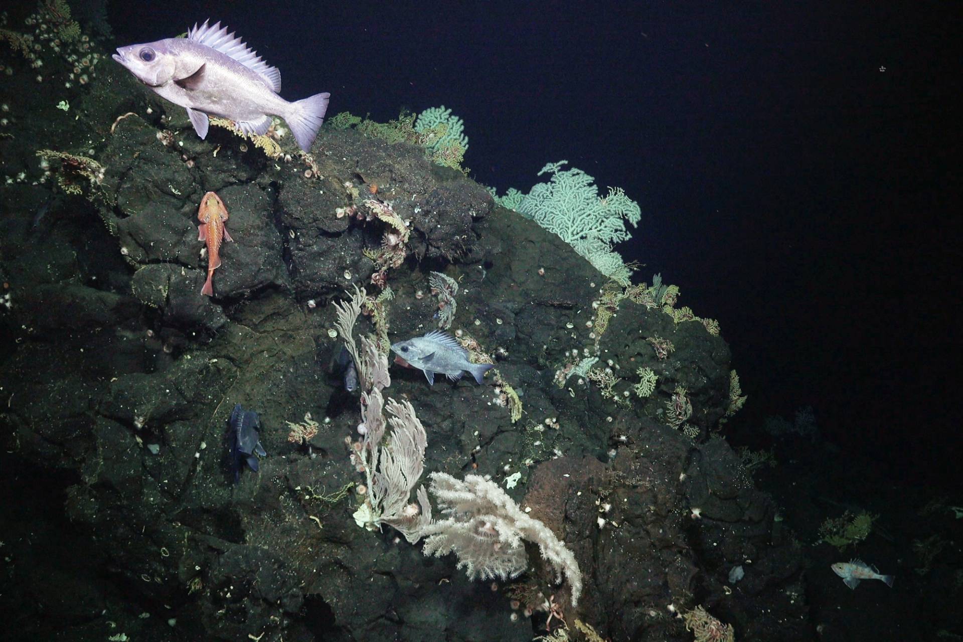 Take a Look at New Species of Marine Life Discovered by Bay Area ...