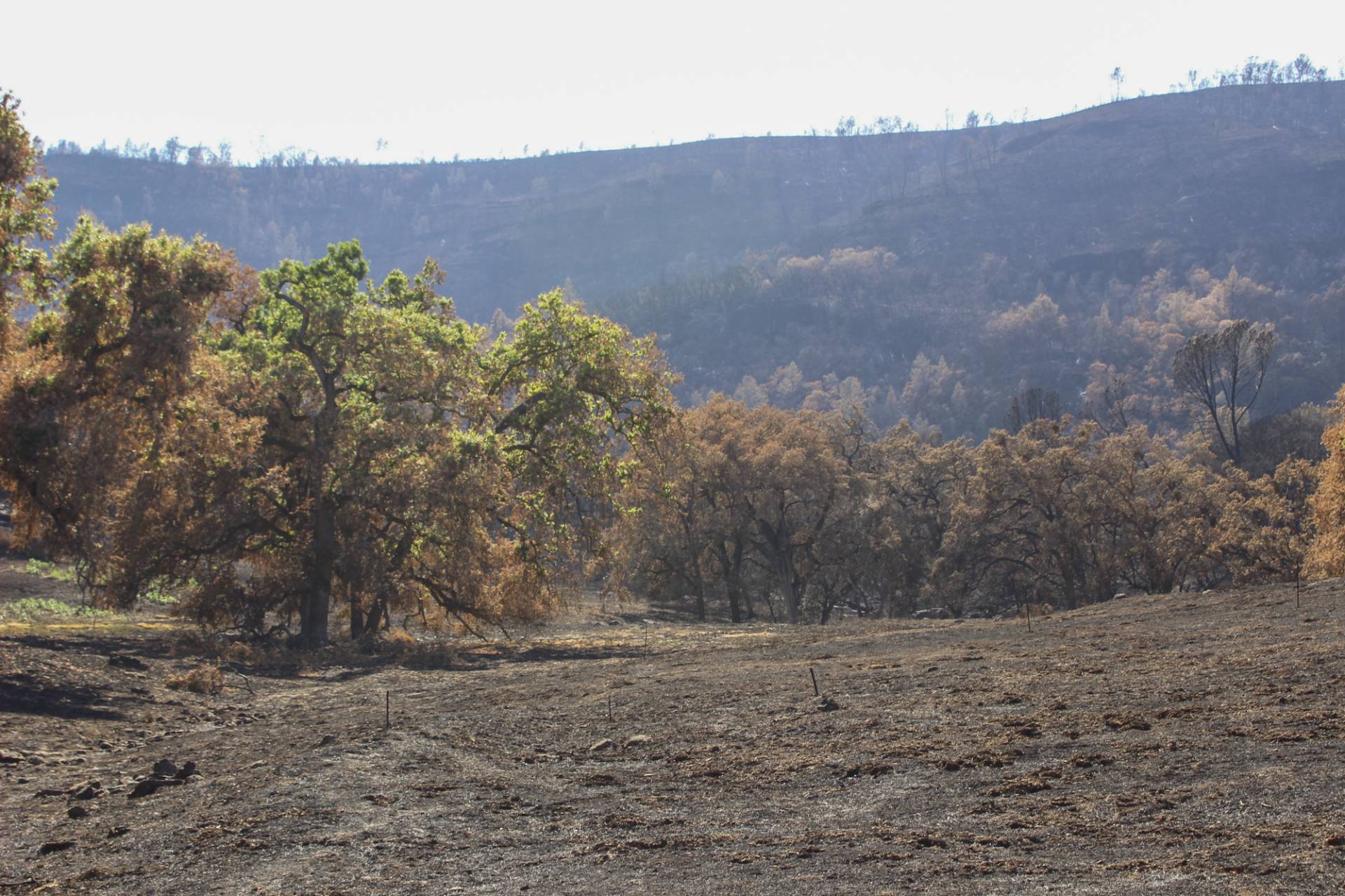 After Park Fire Devastation, an Unexpected Boon for Butterflies | KQED