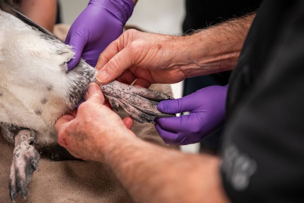Endangered African Penguin Chick Recovers After Surgery at Cal Academy ...