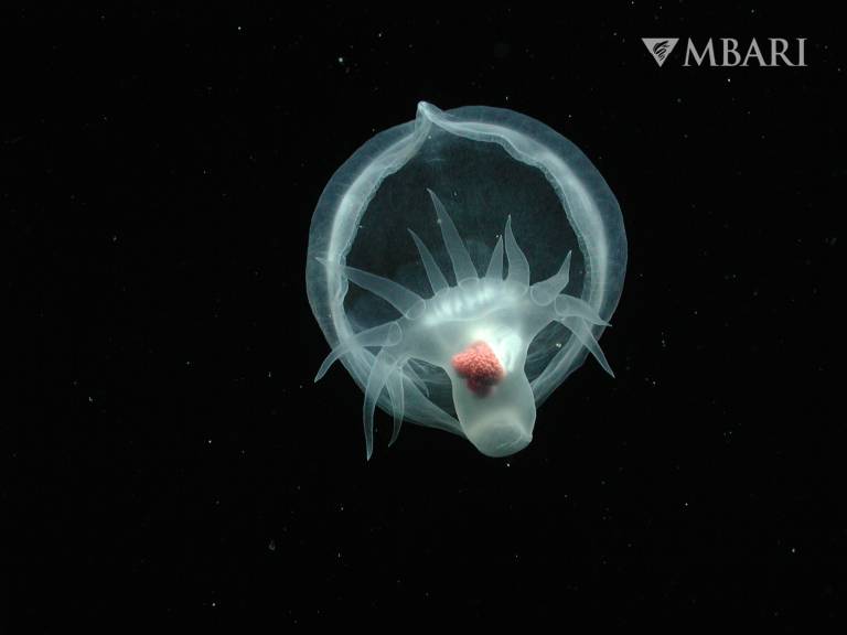 Glowing and Swimming Sea Slugs Newly Discovered in the Deep Sea | KQED