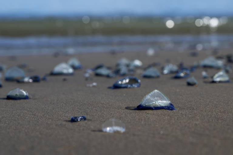Thousands of Mysterious Blue Creatures Wash Up on Bay Area Beaches ...