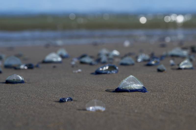 Thousands of Mysterious Blue Creatures Wash Up on Bay Area Beaches ...