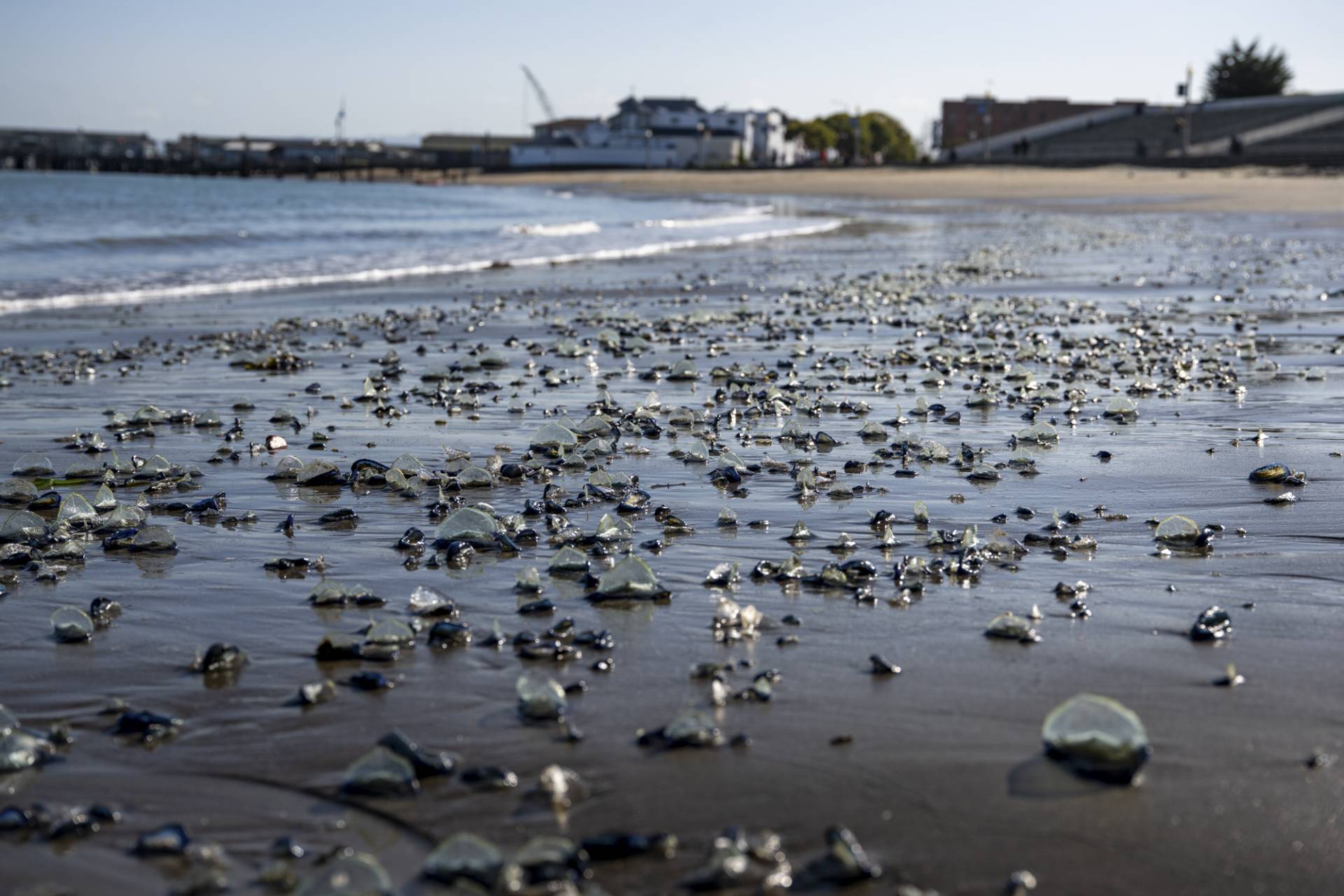 Thousands of Mysterious Blue Creatures Wash Up on Bay Area Beaches ...