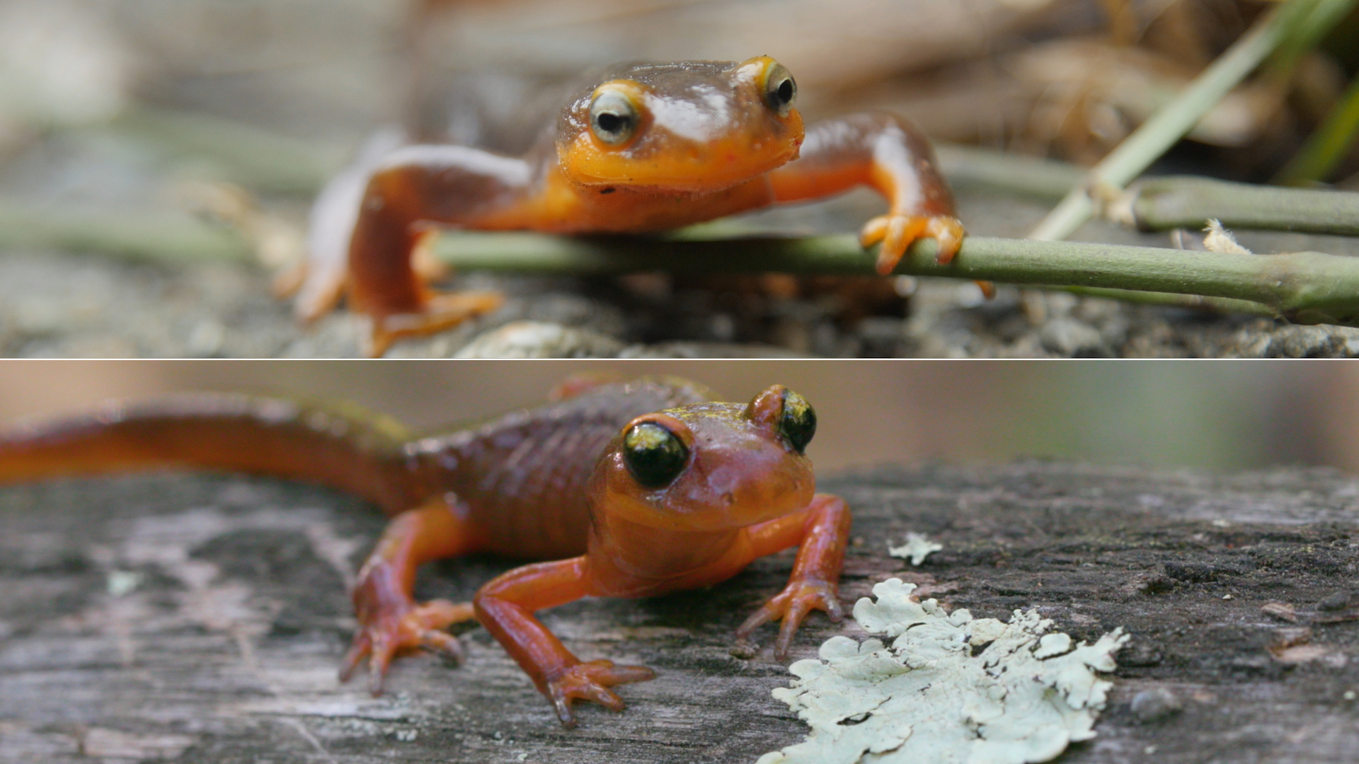 Ensatina Salamanders Are Heading For a Family Split | KQED