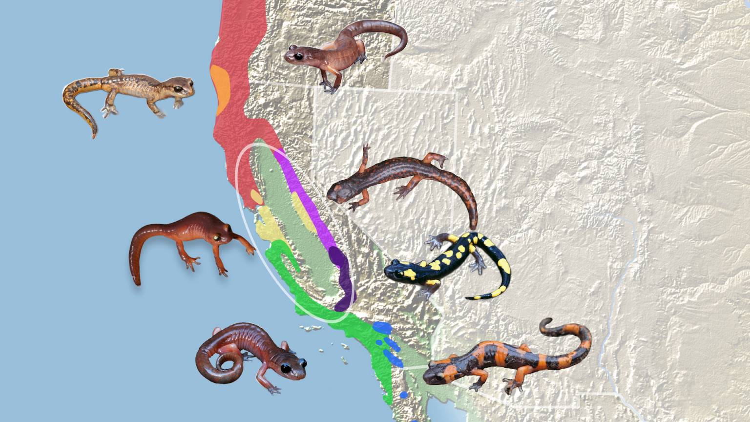 Ensatina Salamanders Are Heading For a Family Split | KQED