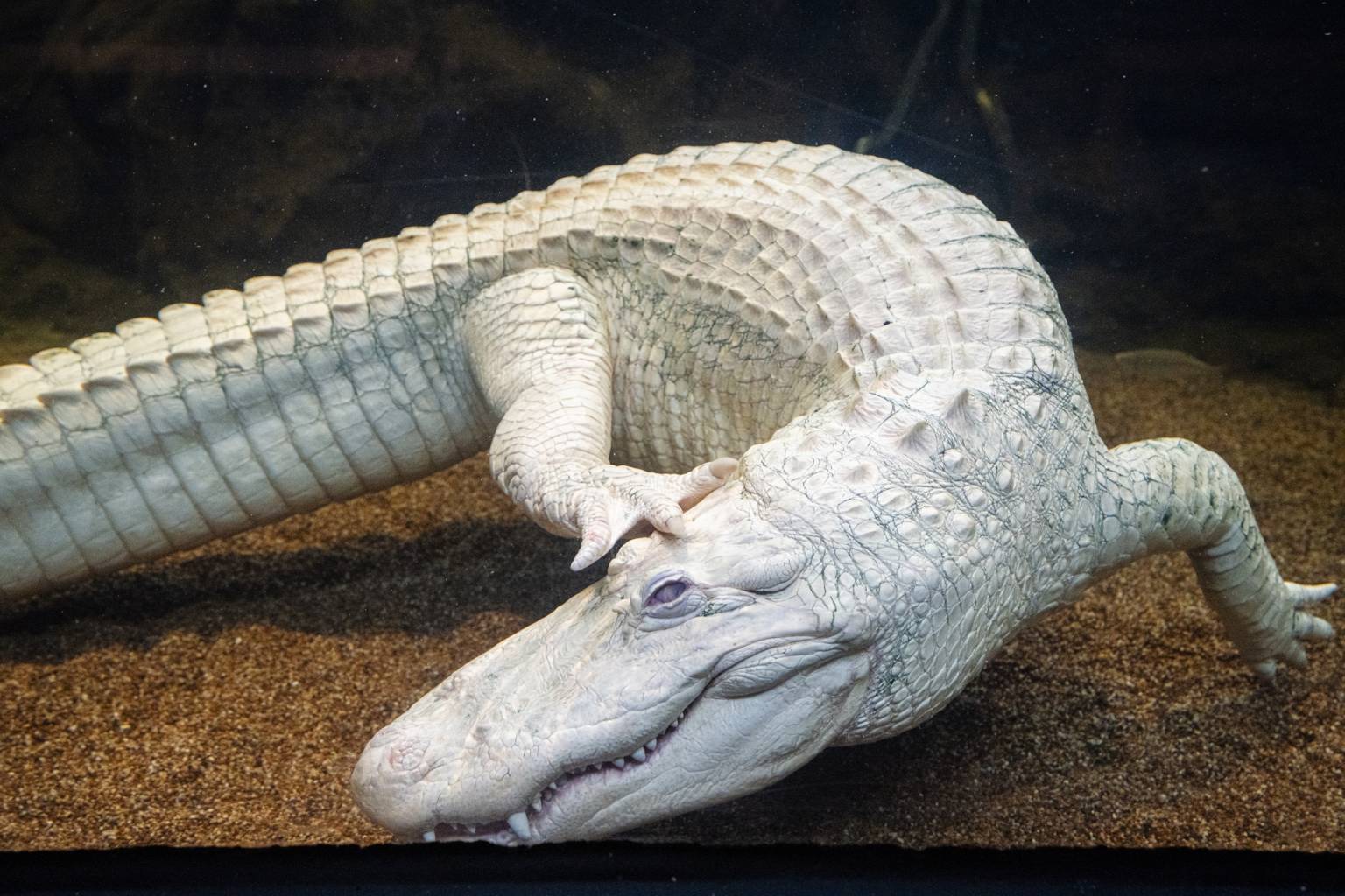 Happy Hatchday, Claude! Bay Area’s Beloved Albino Alligator Celebrates ...