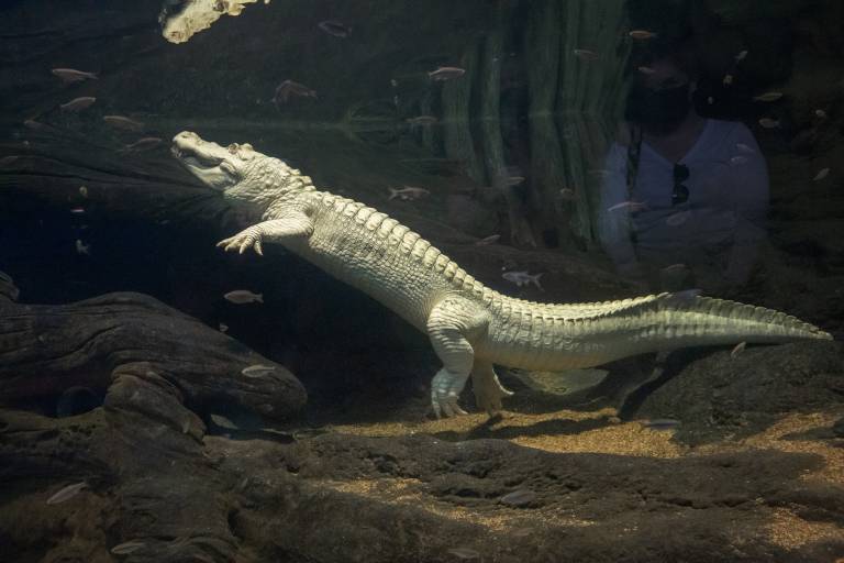 Happy Hatchday, Claude! Bay Area’s Beloved Albino Alligator Celebrates ...