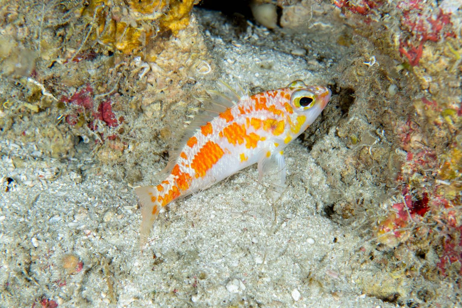 From the Galápagos to the Deep Sea, Cal Academy Scientists Describe 72 ...