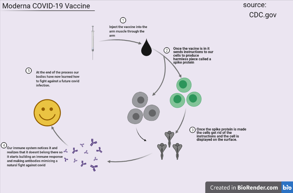 Using Infographics to Make Sense of COVID-19 Vaccines | KQED