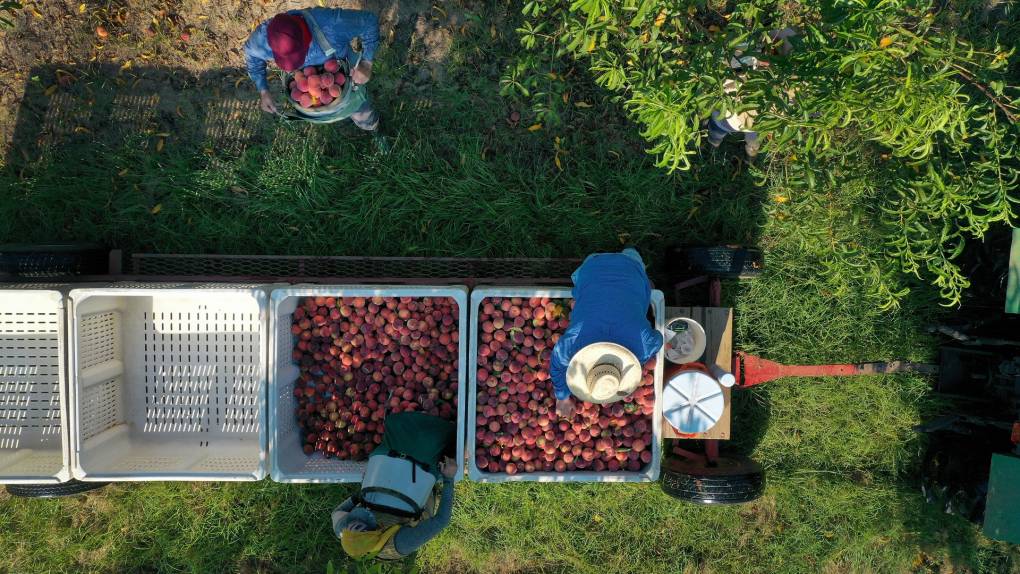 How The Nation’s Biggest Peach Grower Went Bankrupt | KQED