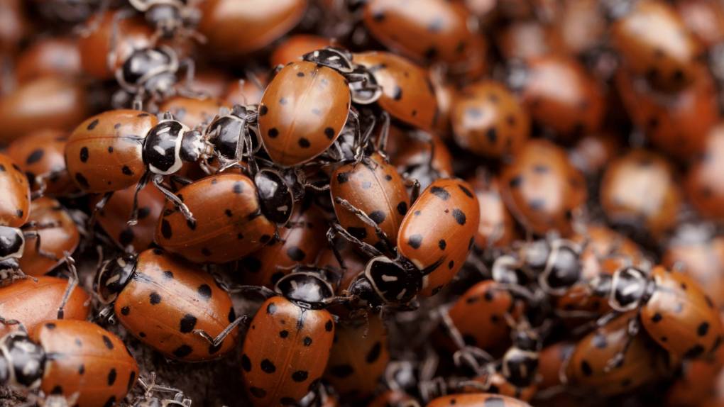 Zooming in with “Deep Look,” KQED’s Award Winning Wildlife Video Series ...