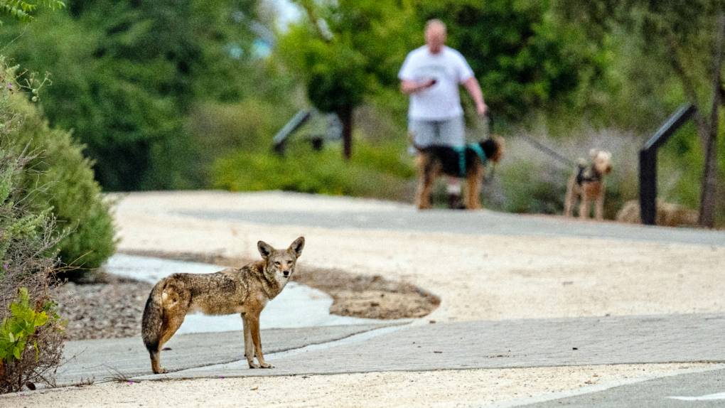 Coexisting with California’s Urban Coyotes | KQED