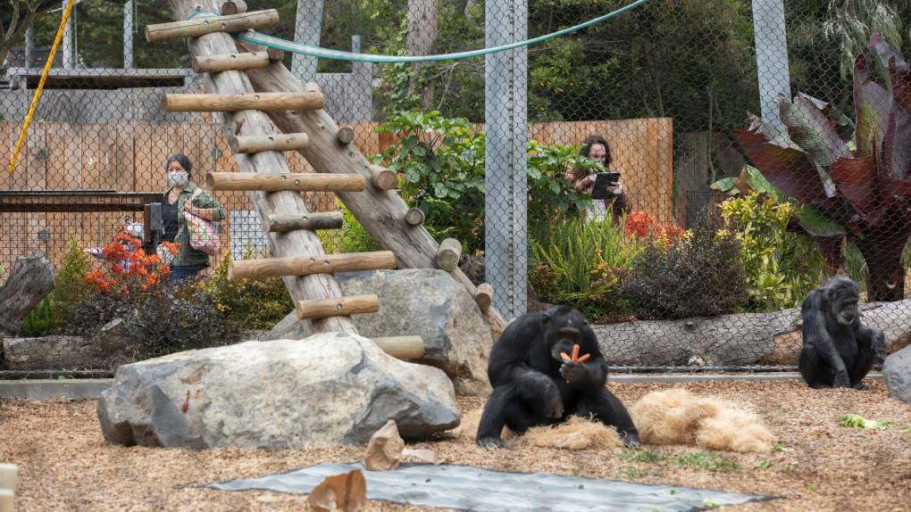 SF Zoo is “Unsafe for Visitors and Animals” According to City Report | KQED